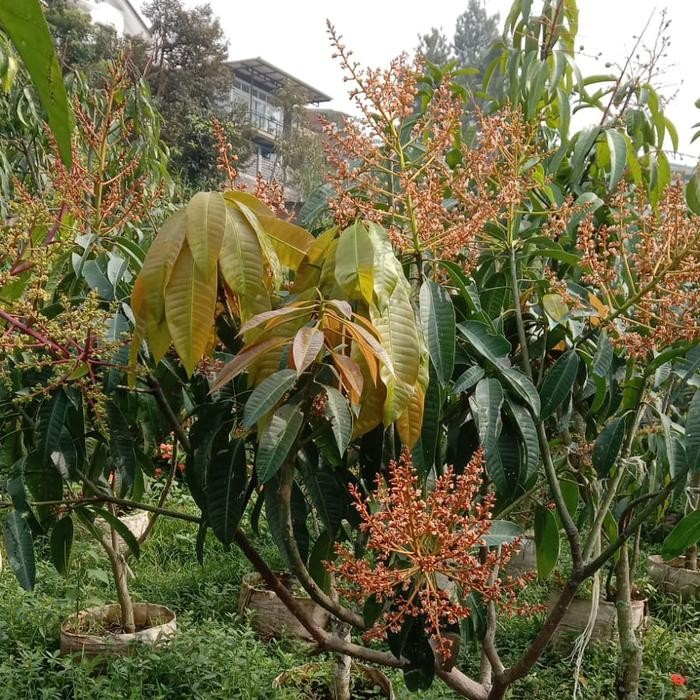 Jual Pohon Mangga Kweni Berbuah/Bunga | Shopee Indonesia