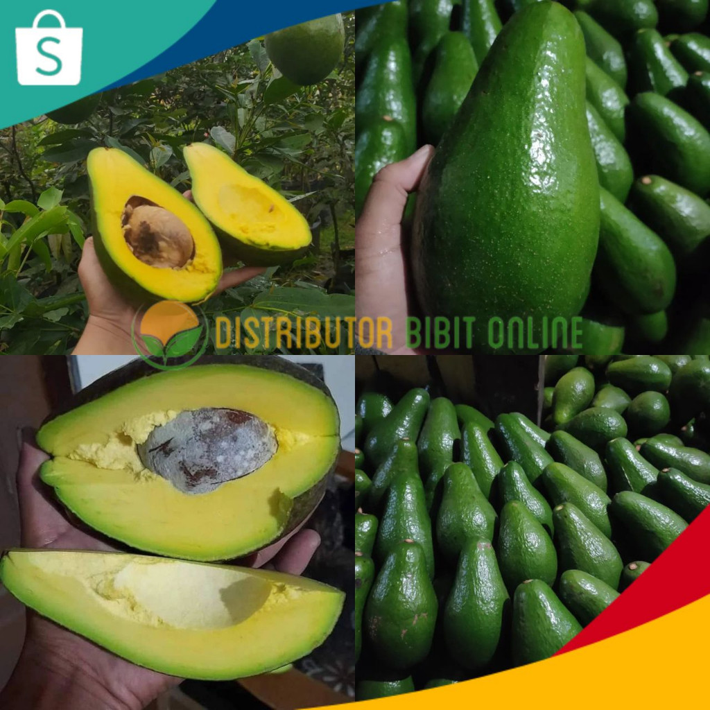 Jual Bibit Alpukat Pluwang Tinggi 1 Meter Up Batang Besar | Shopee ...