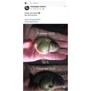 Jual Pelet Ikan Koki/Goldfish NEW Thamago - HI-Growth (Hump, Muscle ...