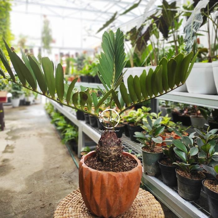 Jual Zamia Furfuracea / Zamia Sikas / Zamia | Shopee Indonesia