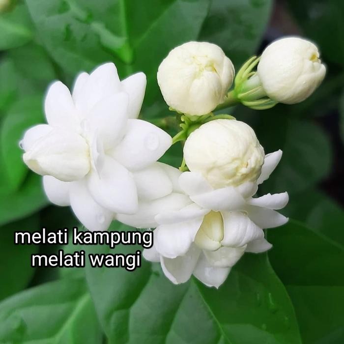 Jual tanaman melati wangi kampung - pohon melati jawa - tanaman melati ...