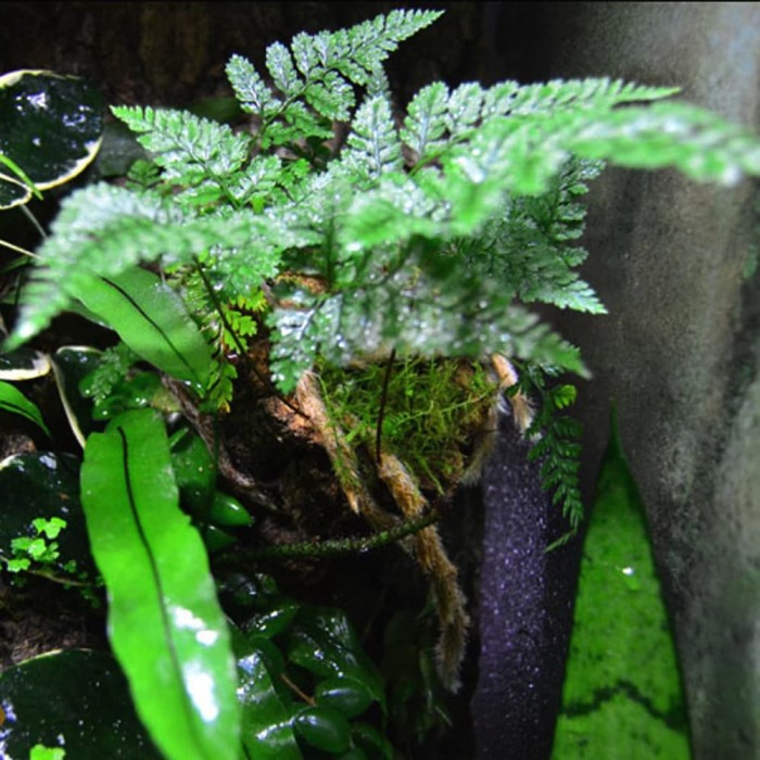 Jual New Davallia Sp Tanaman Paludarium / Terrarium / Vivarium Ready ...