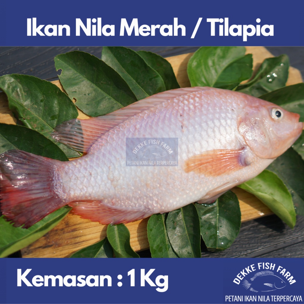 Jual Ikan Nila Merah Segar / Fresh Red Tilapia 1 kg ( Gratis ...