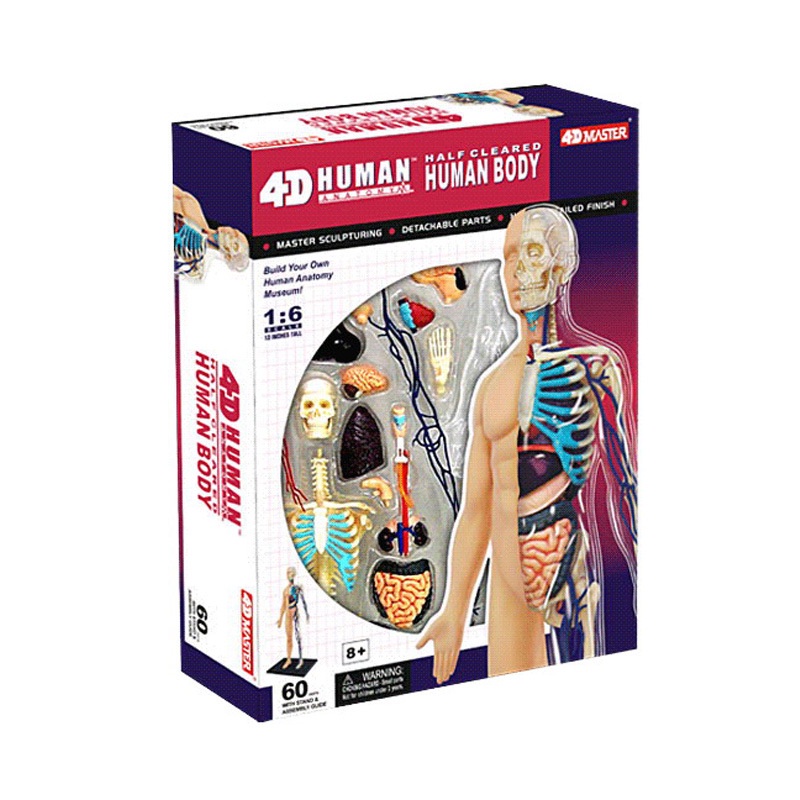 Jual New 4D 1:6 Transparent and 22parts Squishy Human Body Internal ...