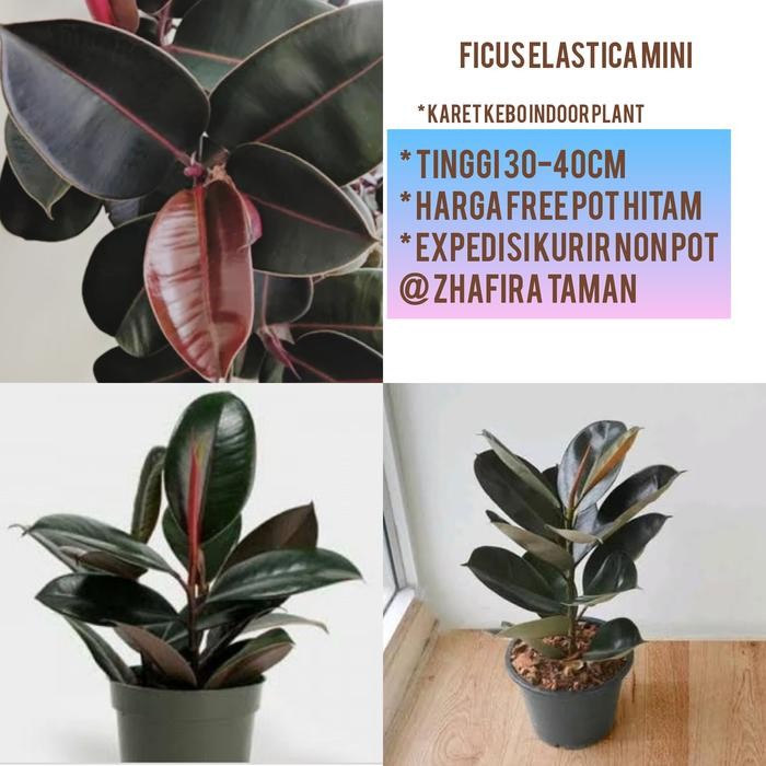 Jual KirimLgsgGan- Karet Kebo Mini' / Tanaman Hias Indoor Plant ...