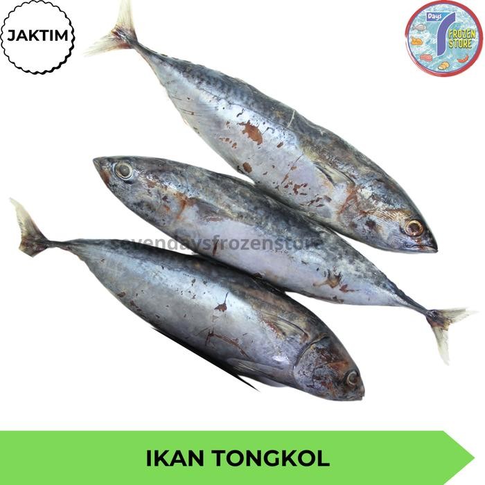 Jual PastiFreShNya- Ikan Tongkol Frozen Beku 1 kg | Shopee Indonesia