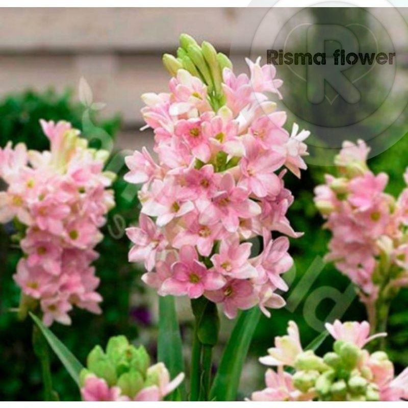 Jual Tanaman Hias Pohon Sedap Malam Bunga Pink // Pohon Bunga Sedap ...