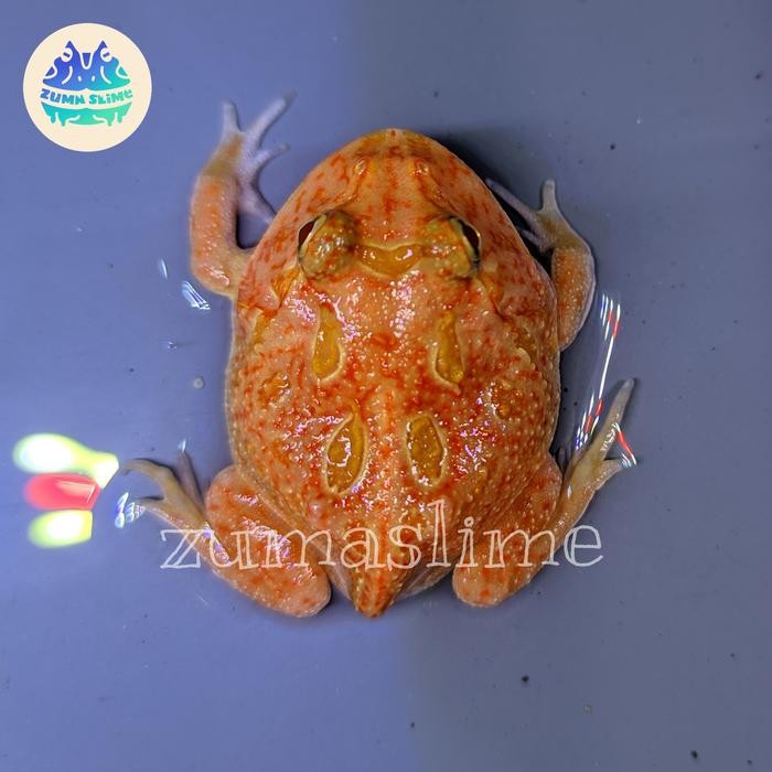 Jual Kodok Pacman Frog Strawberry Plus Bundling Grab/Gosend | Shopee ...