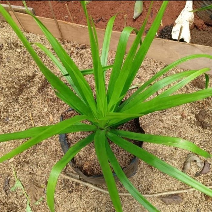 Jual Tanaman Hias Pandan Bali / Bibit Pohon Pandan Bali | Shopee Indonesia