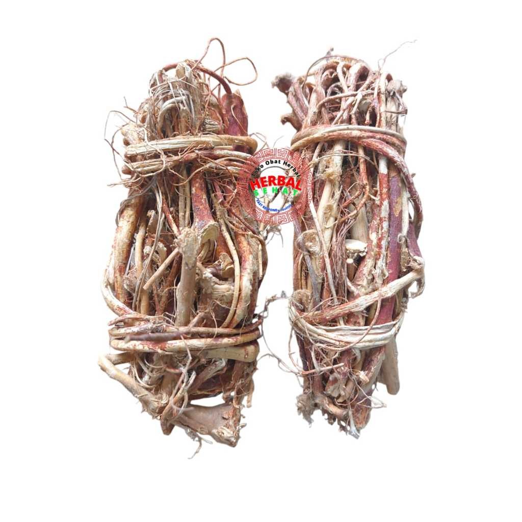 Jual 600 gram - Wu Zhi Mao Tao Hispid Fig Root Ficus Hirta Hairy Fig ...