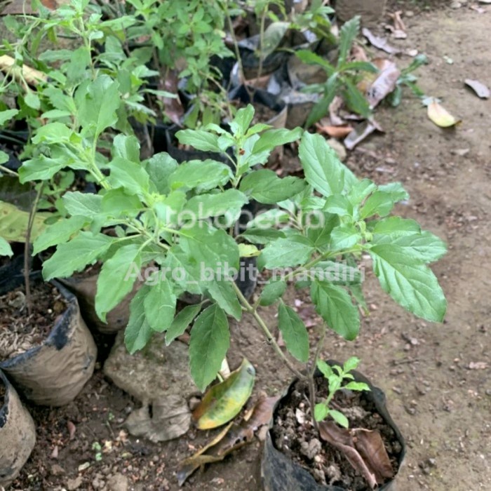 Jual BERGARANSI bibit tanaman ruku-ruku / holy basil pohon herbal obat ...