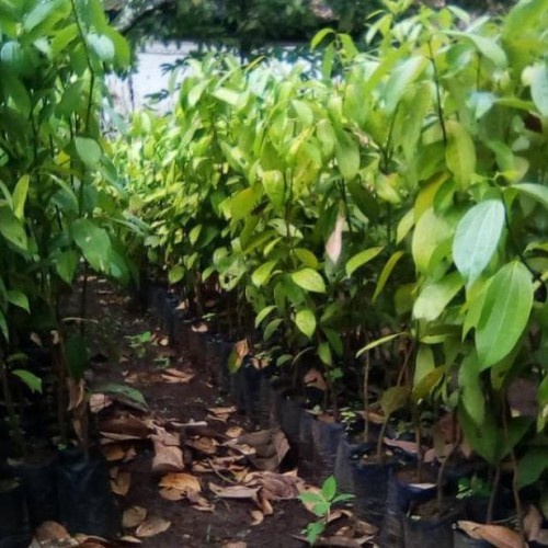 Jual NEW Bibit tanaman Pohon Kayu Manis tinggi 1 meter - Kayu manis ...