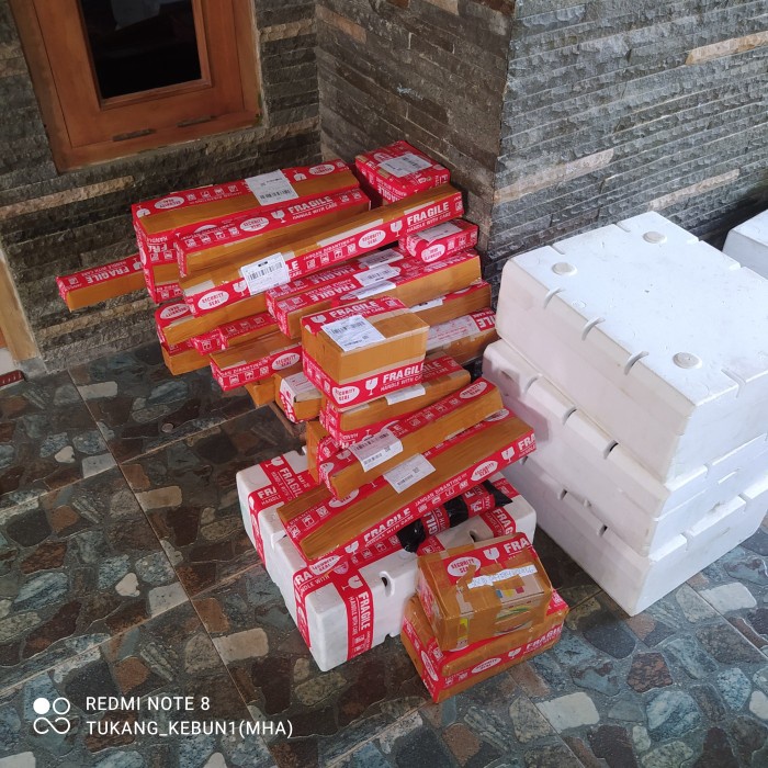 Jual NEW Bibit tanaman talas bogor ungu/talas bogor pratama 3,siap ...