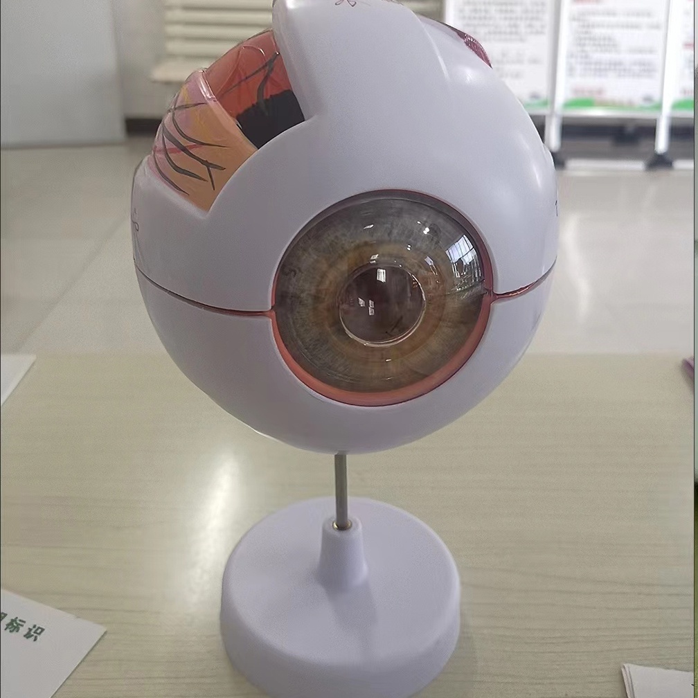 Jual NEW Enlarged Human Eyeball Anatomical Model Accurate Eye Model ...