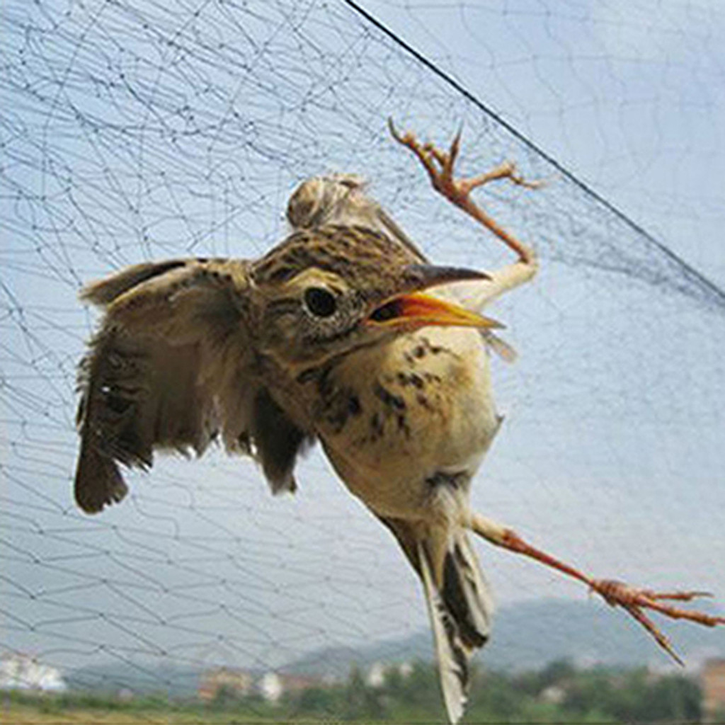 Jual NEW Dropshiping Bird Net Anti Bird Catcher Netting Pond Net ...
