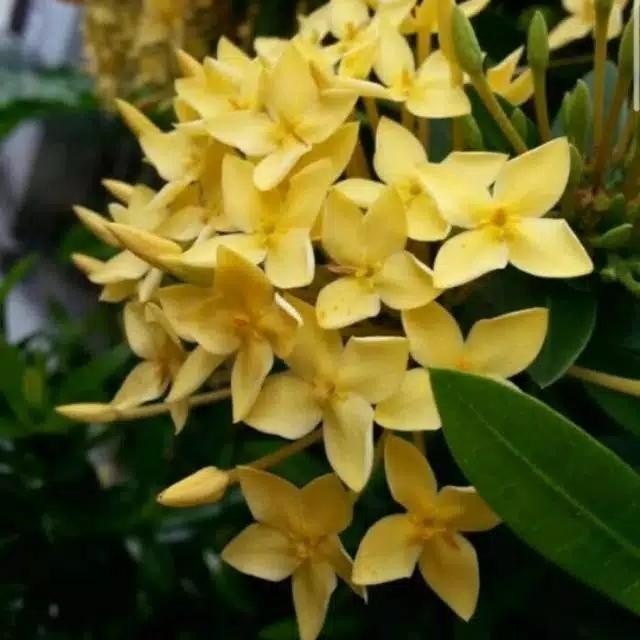 Jual Happy- tanaman hias asoka mini bunga kuning | Shopee Indonesia