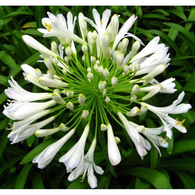 Jual Bibit Tanaman Bunga Agapanthus Putih(White African Lily) | Shopee ...