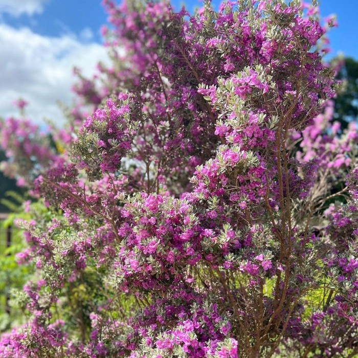 Jual LIMITED EDITION Bibit tanaman ijo perak bunga ungu Texas sage ...