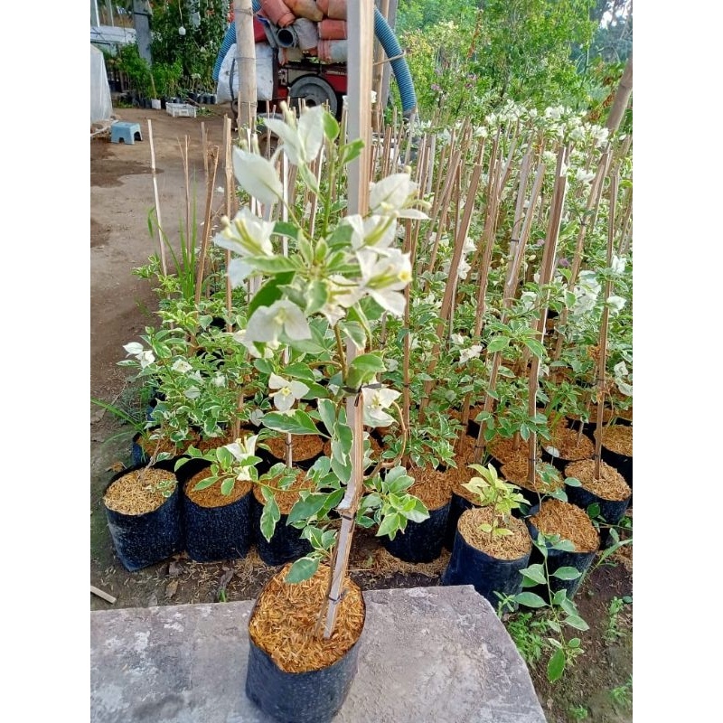 Jual Bougenville Varigata putih original | Shopee Indonesia