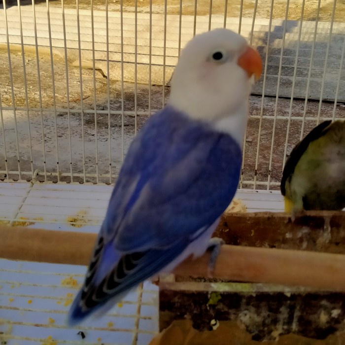 Jual Enha Pet House - Burung Lovebird Biola Violet | Shopee Indonesia