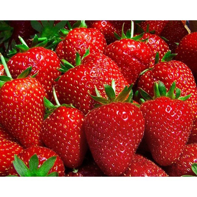 Jual [TopSeller] Benih Bibit Biji Giant Strawberry Stroberi Super Jumbo ...