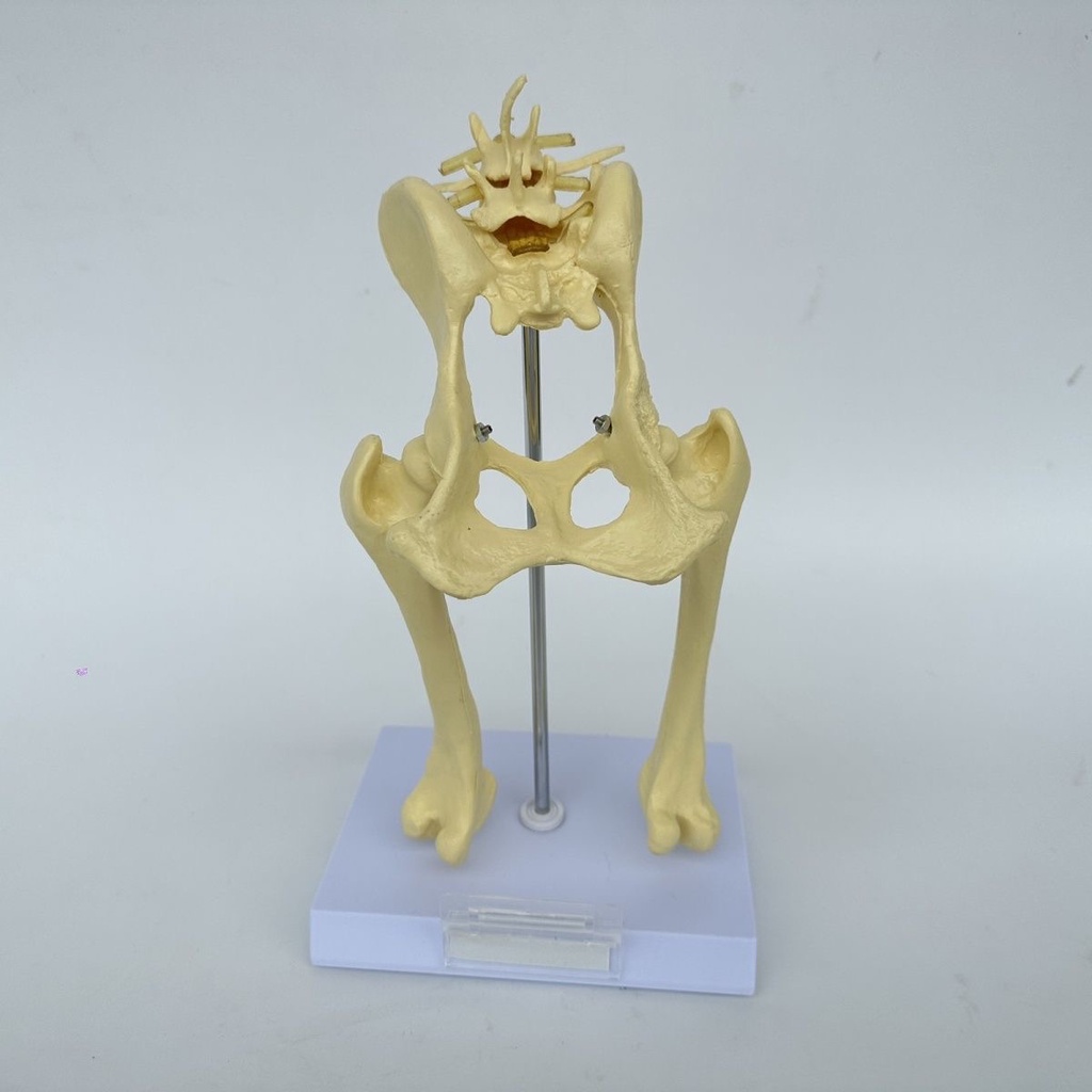 Jual New Dog Hip Joint Skeleton Model Pets Veterinary Demonstration ...