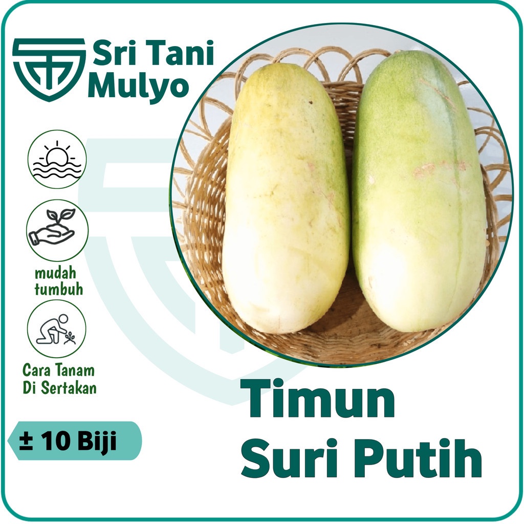 Jual 10 BENIH TIMUN SURI ALESHA PUTIH - BIBIT TANAMAN TERONG PREMIUM ...