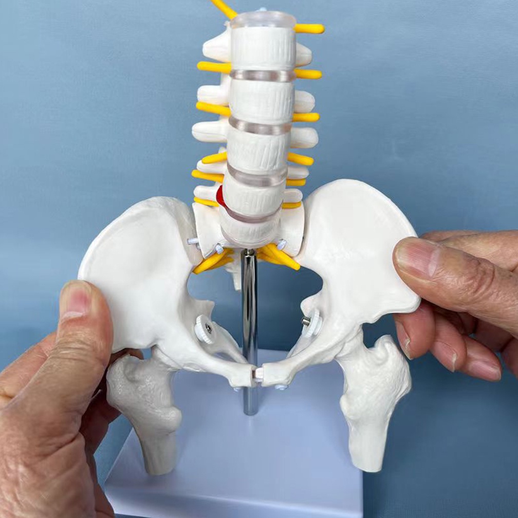 Jual NEW PVC Human Pelvic With Five Lumbar Vertebrae and Femur Model ...
