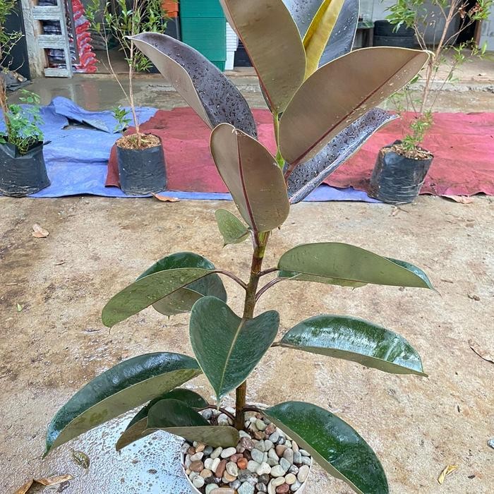 Jual Evergreeeen Tanaman Hias Karet Kebo Tinggi 1 Meteran | Shopee ...