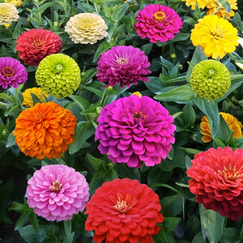 Jual Benih/Bibit Bunga Day Grass/Zinnia/Bunga Kertas Marigold Mudah ...