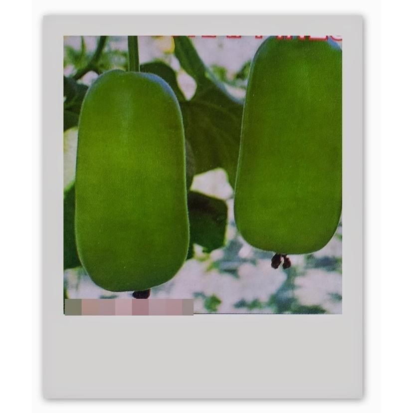 Jual benih Labu jipang Ever happines F1 bibit tanaman sayur sayuran ...