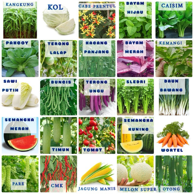 Jual PAKET SAYURAN TERLENGKAP 31 JENIS BENIH UNGGUL SUPER HEMAT- -toko ...