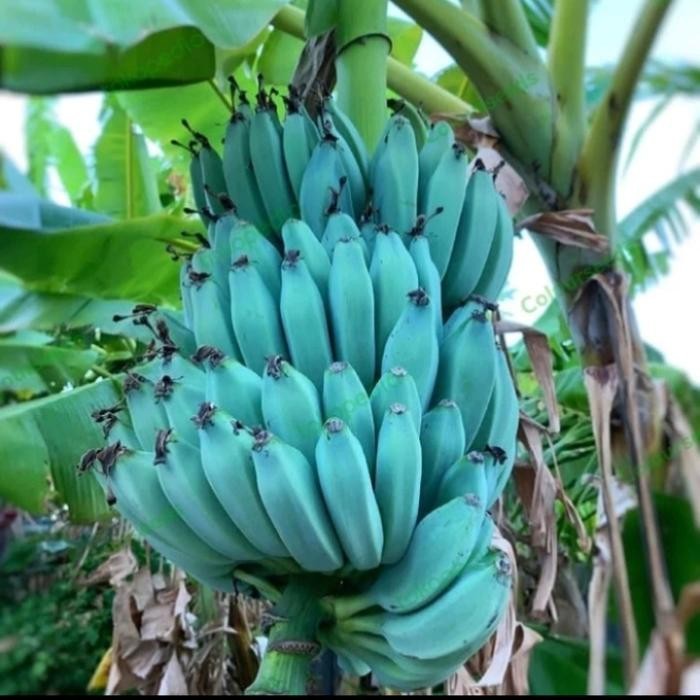 Jual Bibit pisang biru Blue Java Banana ice cream bonggol / tanaman ...