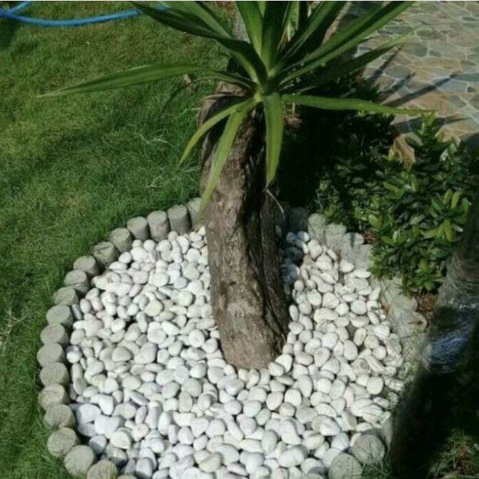 Jual READY BATU KORAL PUTIH KUPANG / BATU TAMAN/ BATU TABUR PUTIH UNTUK ...
