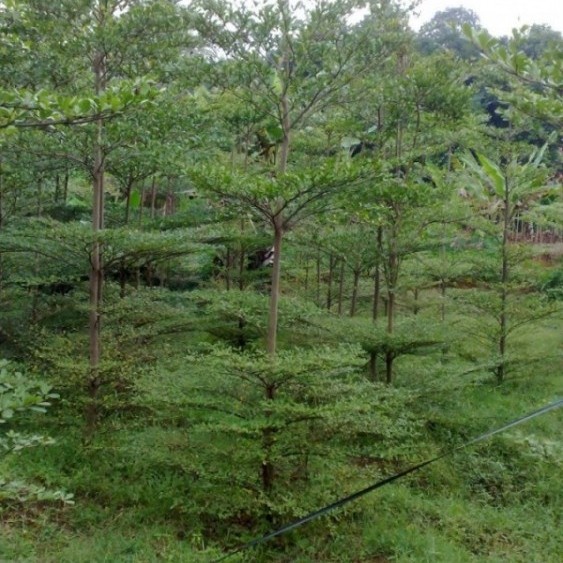 Jual New Pohon Ketapang Mini /Ketapang Kencana (Tinggi 3 Meter) Ready ...