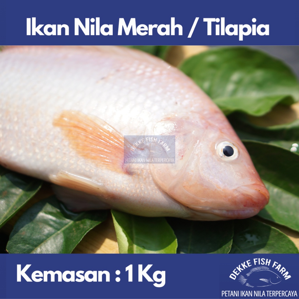 Jual Ikan Nila Merah Segar / Fresh Red Tilapia 1 kg ( Gratis ...