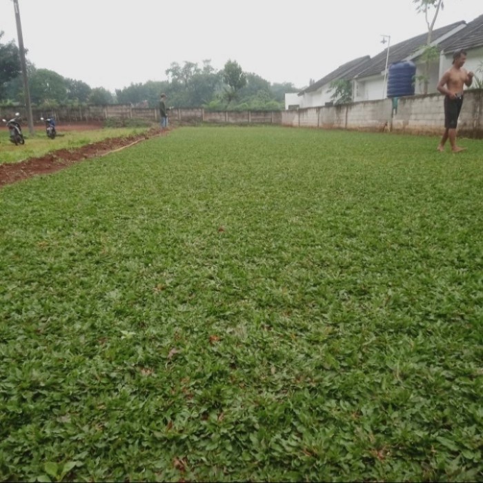 Jual BEST!! BIBIT RUMPUT GAJAH MINI BIASA KEMASAN 1KG - BENIH RUMPUT ...