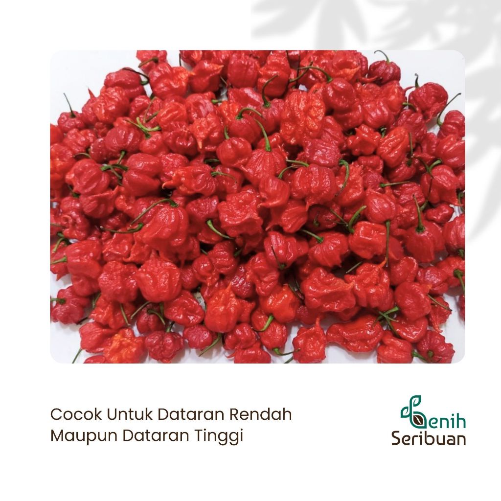 Jual 2 BENIH CABE TERPEDAS CAROLINA REAPER MERAH UNGGUL HAPPY SHOPPING ...