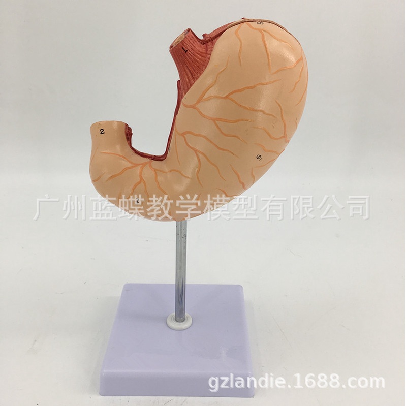 Jual NEW 2parts 1:1 Life Size Human Stomach Anatomy Medical Model ...