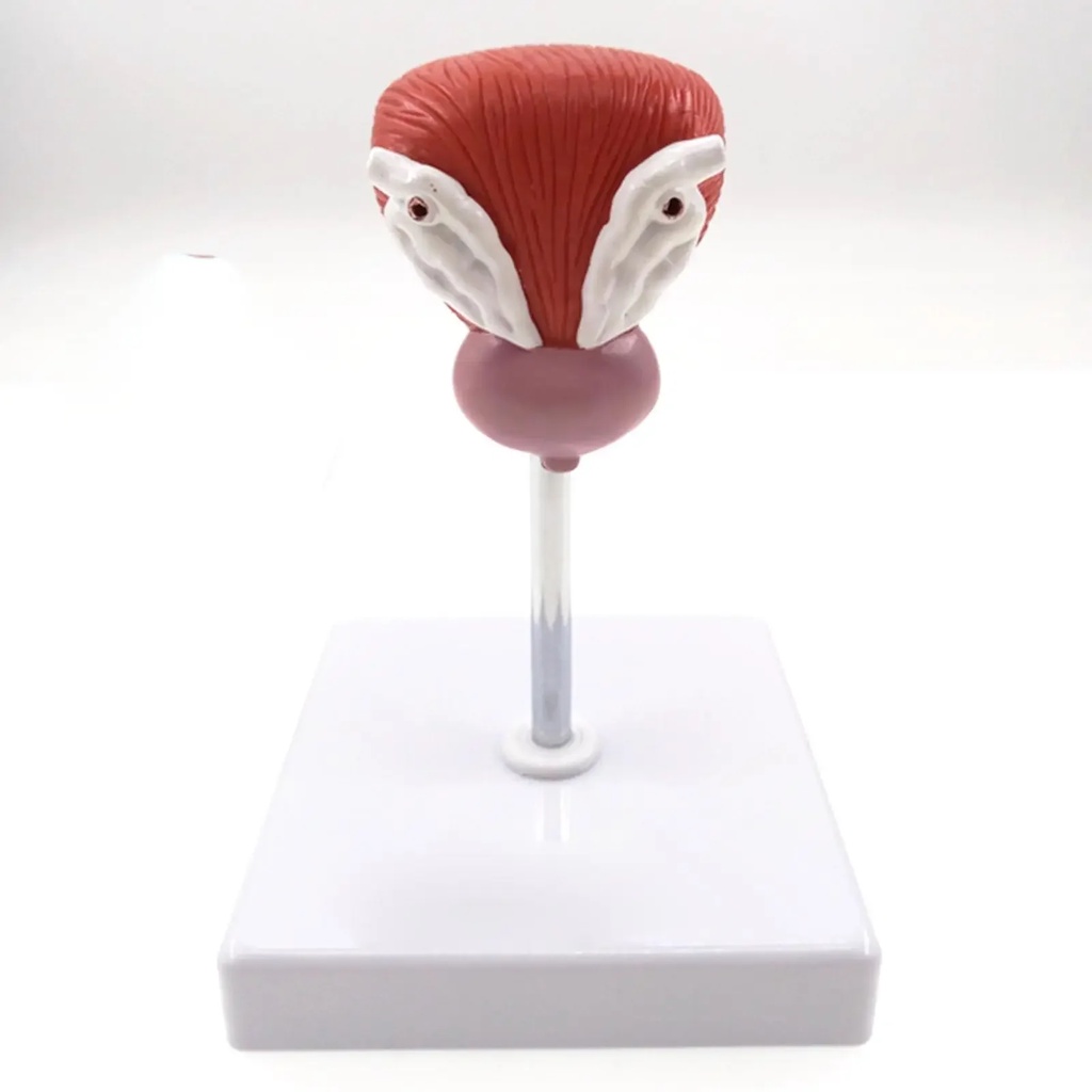 Jual NEW PVC Natural Life Size Anatomical Human Urinary Bladder ...
