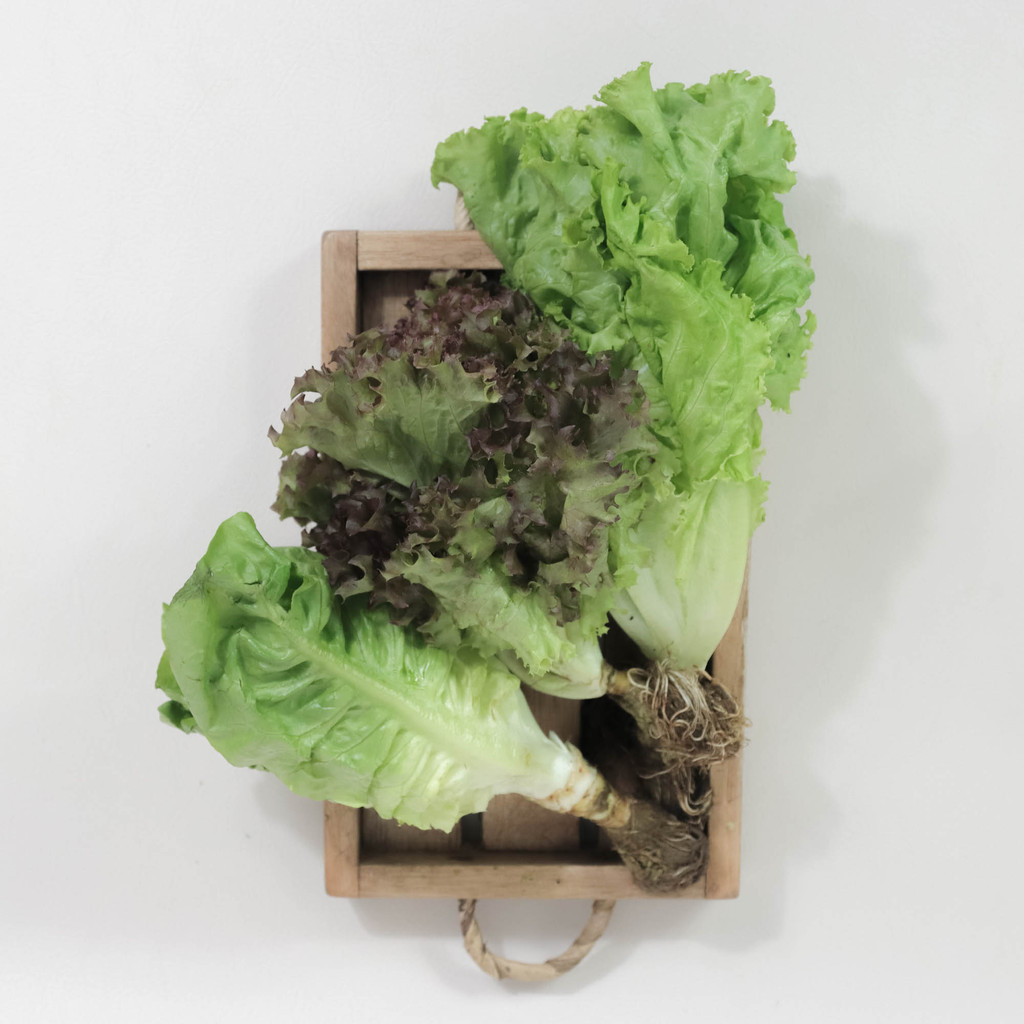 Jual Trio Lettuce Hidroponik Hidroponik 250 gram | Shopee Indonesia