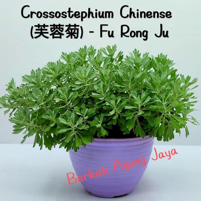 Jual Tanaman Crossostephium Chinense () - Fu Rong Ju | Shopee Indonesia