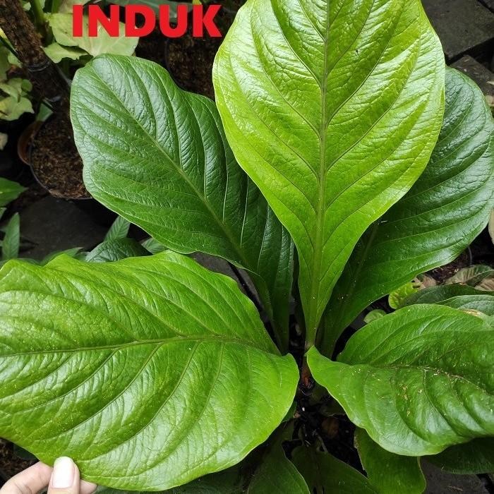 Jual Bibit Tanaman Anthurium jemani supernova - Antorium jenmani ...