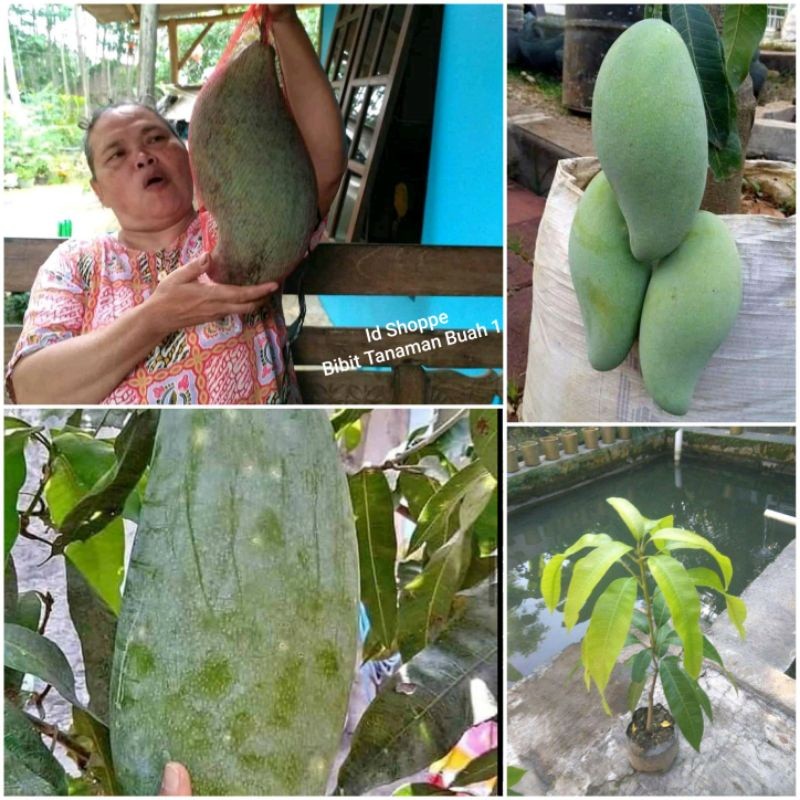 Jual Bibit Mangga Mahatir Super Jumbo | Shopee Indonesia
