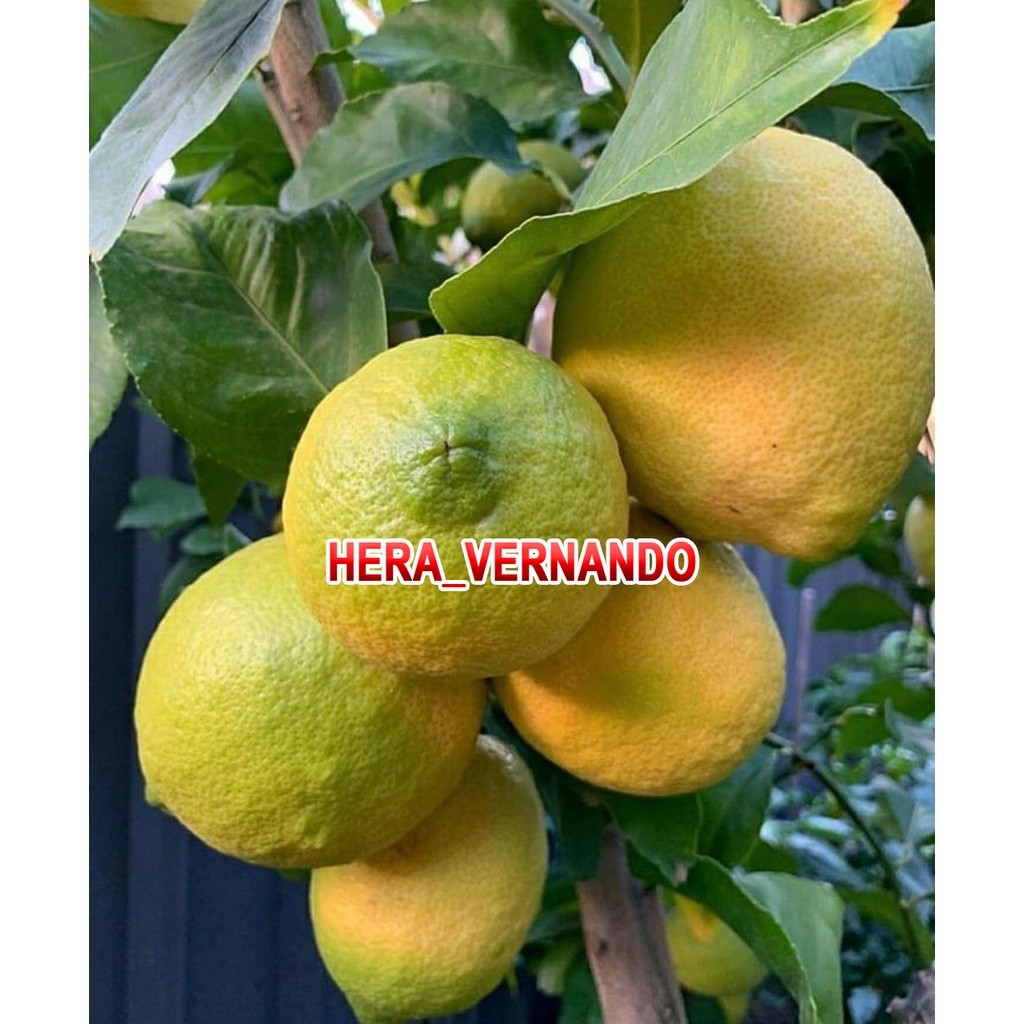 Jual Bibit Jeruk Lemon California Sudah Berbuah Super | Shopee Indonesia