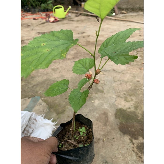 Jual Bibit Pohon Mullberry - Tanaman Buah Murbey PREMIUM | Shopee Indonesia