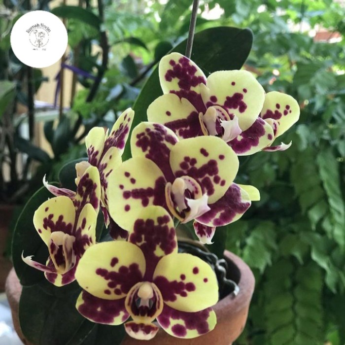 Jual anggrek bulan seedling dan dewasa siap bunga | Shopee Indonesia