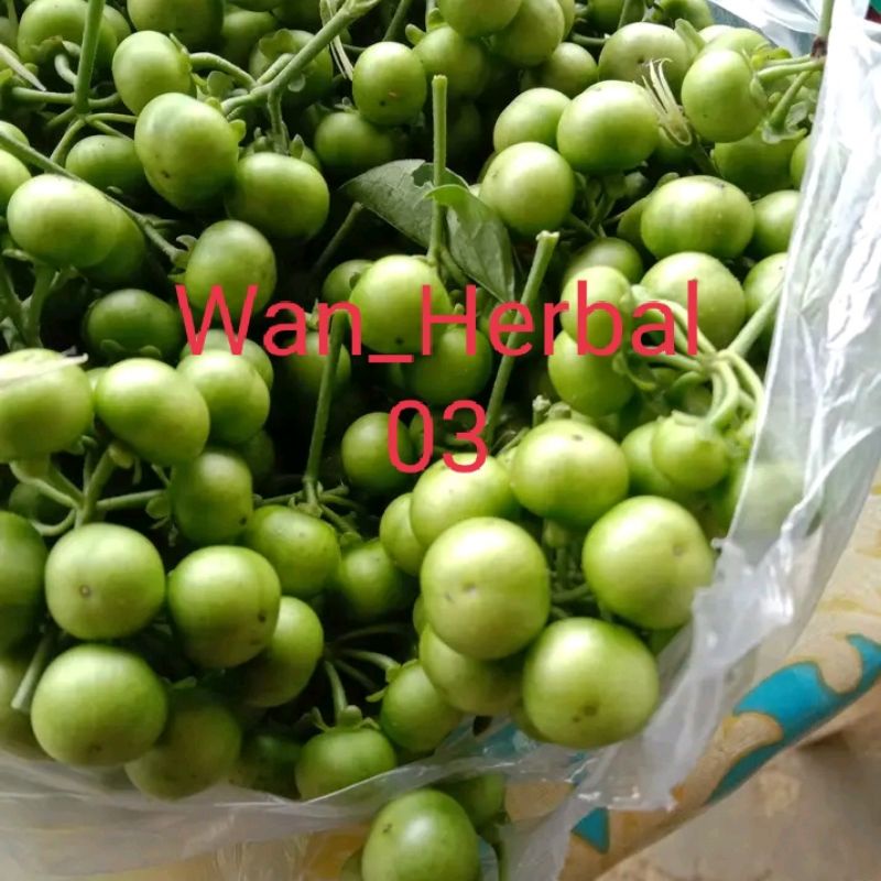 Jual Buah leunca segar 1kg lalapan khas sunda | Shopee Indonesia