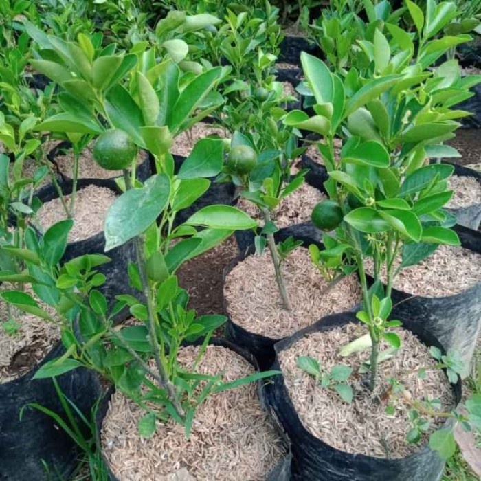 Jual LIMITED EDITION Bibit Tanaman Buah Jeruk Kasturi / Lemon Cui ...