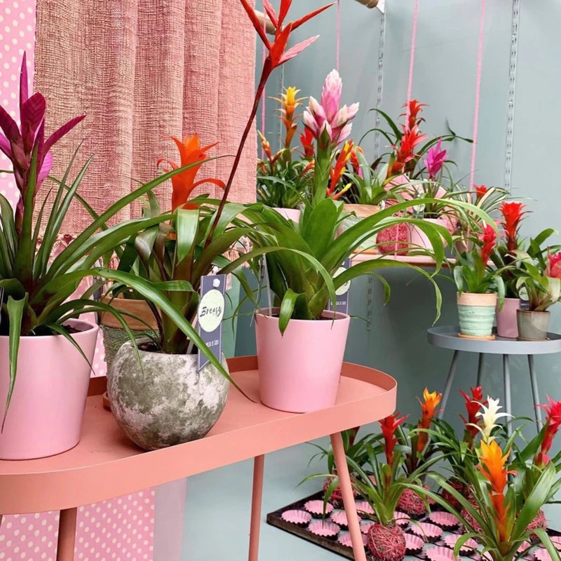 Jual Bromelia gusmania - Bromelia guzmania aneka warna - Bromelia ...
